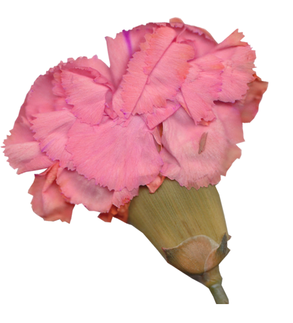 Interview with LGBTQ Therapist and Yoga Instructor, Brooke Stepp • The ...